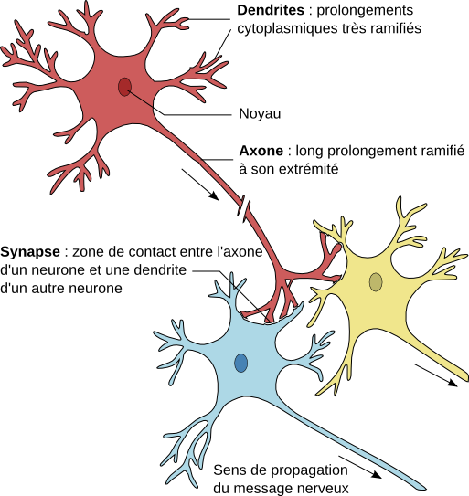 Représentation visuelle - Vie et Terre